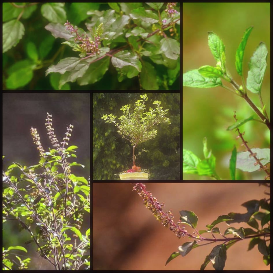 Let us know a few facts about Tulsi Maa. | Lord Shivas Devotee