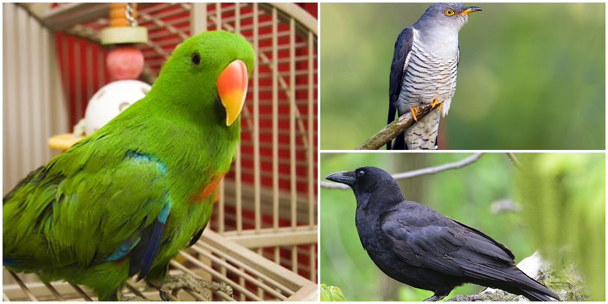 "Cuckoos, Crows and Parrots" | Lord Shivas Devotee