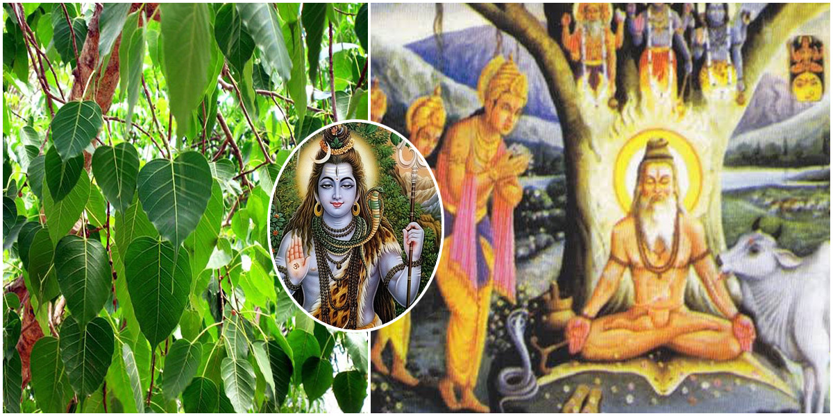 Lord Shiva born as Rishi Pippalad | Lord Shivas Devotee